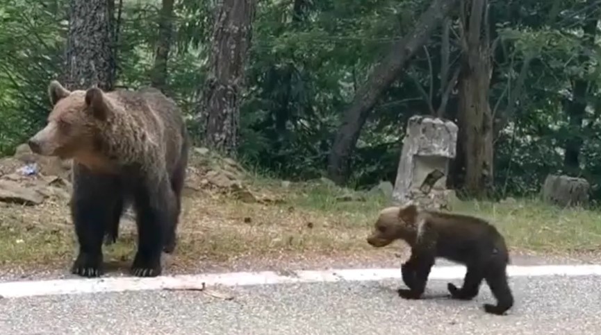 Revoltă în Gorj: Localnicii vor relocarea urșilor aduși din Sinaia ...
