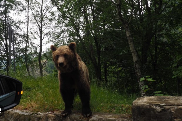 Fechet (Mediu): „Vom amenda turiștii care hrănesc urșii. Din păcate ...